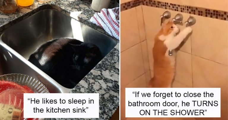 People Are Sharing Pics Of Their Cats Being Weird And It's Got The ...