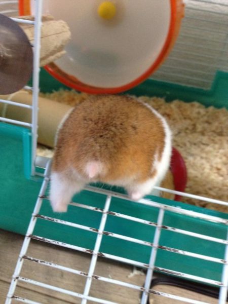 There's Nothing Quite Like A Hamster Butt To Get Your Day Off To A Good ...
