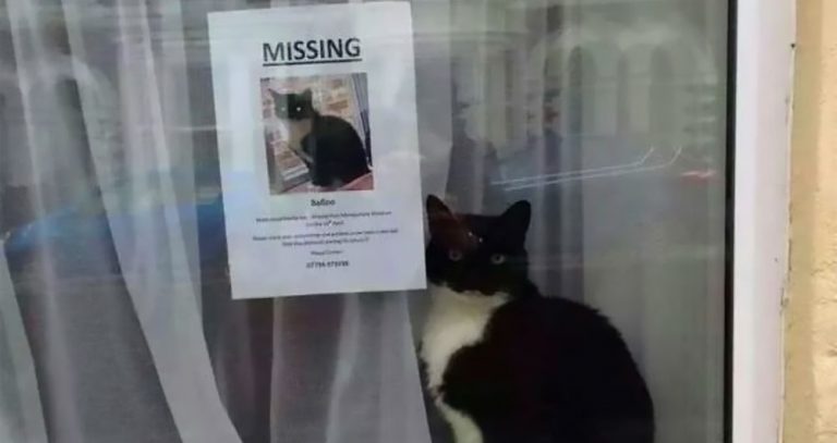 Missing Cat Has Been Spotted Near His Own “Missing Cat” Poster