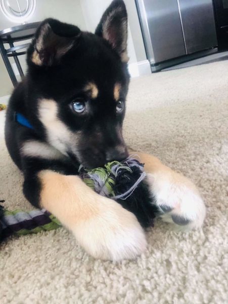 40 People Share The Most Wholesome Rescue Pet Photos That'll Make Your ...