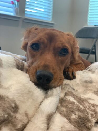 40 People Share The Most Wholesome Rescue Pet Photos That'll Make Your ...