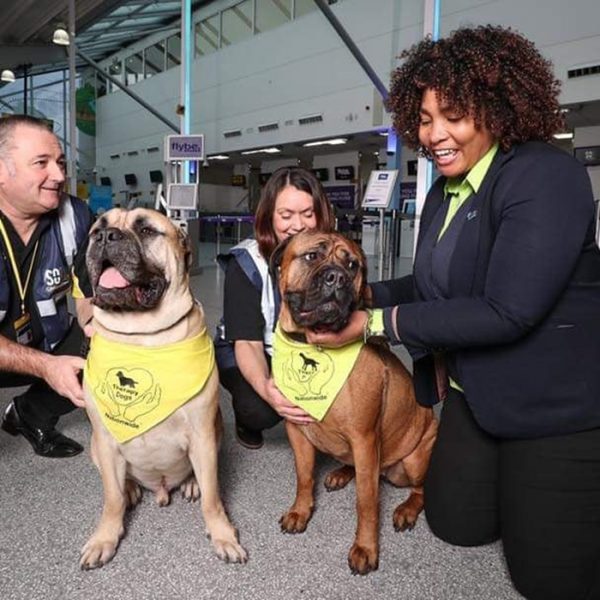 UK Airports Have Introduced Therapy Dogs To Help Calm Nervous Flyers