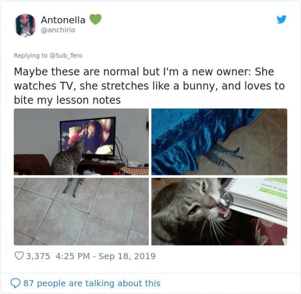 People Are Sharing Pics Of Their Cats Being Weird And It's Got The ...