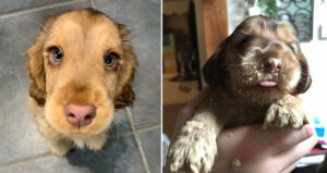 'Winnie' The Cocker Spaniel Looks Like A Real-Life Disney Character