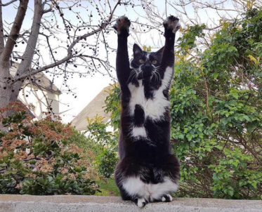 Cat Nicknamed “GoalKitty” Keeps Putting Paws In The Air Like It's About ...