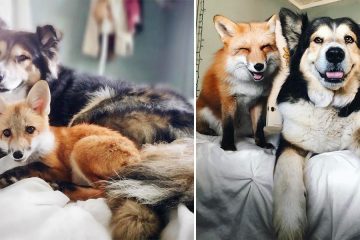 Meet Mya The 'Pomsky' That Looks Half Fox, Half Dog