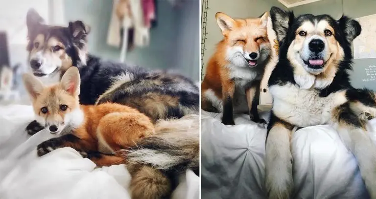 'Juniper' The Fox And 'Moose' The Dog Become Best Buds