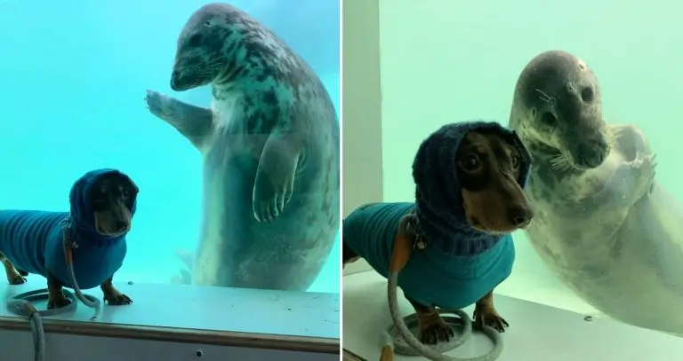 "Lieutenant Dan" The Adorable Two-Legged Dog Has Become A Finalist For ...