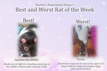 Rat Sanctuary Displays Best And Worst Rat Of The Week And Their "Crimes ...