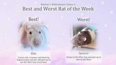 Rat Sanctuary Displays Best And Worst Rat Of The Week And Their "Crimes ...