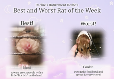 Rat Sanctuary Displays Best And Worst Rat Of The Week And Their "Crimes ...