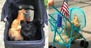 Chickens Can Now Get Colorful Tutus Because They're Fabulous