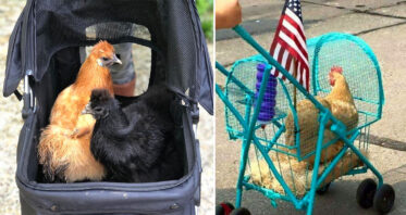 Apparently People Are Going Out For Walks With Their Chickens In ...