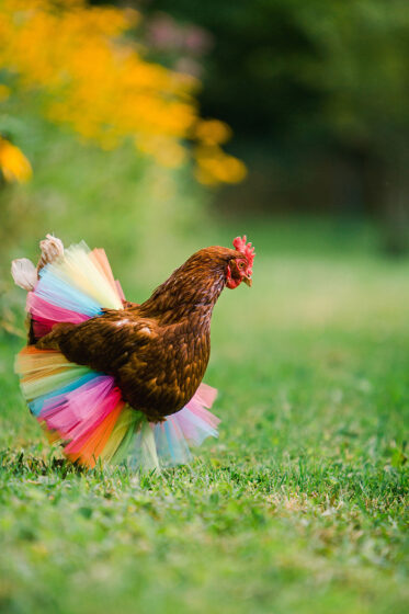 Chickens Can Now Get Colorful Tutus Because They're Fabulous