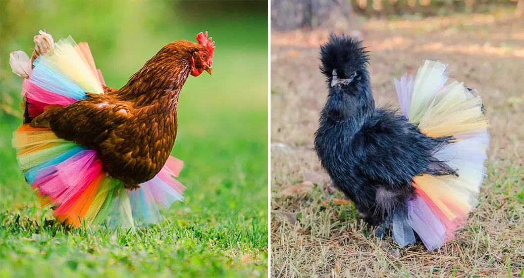 Chickens Can Now Get Colorful Tutus Because They're Fabulous
