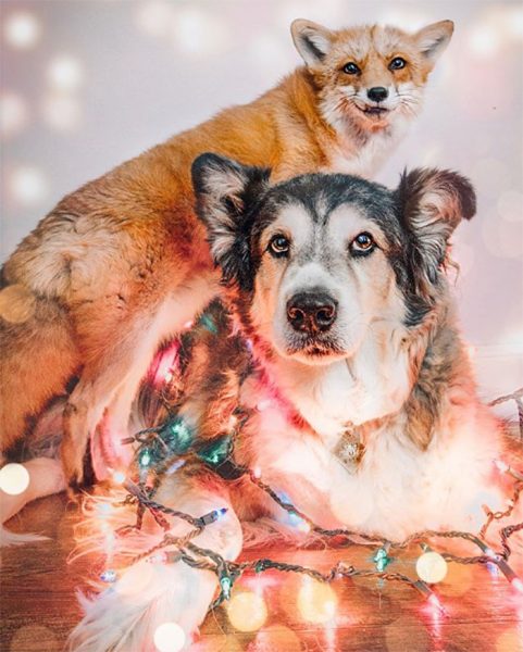 'Juniper' The Fox And 'Moose' The Dog Become Best Buds