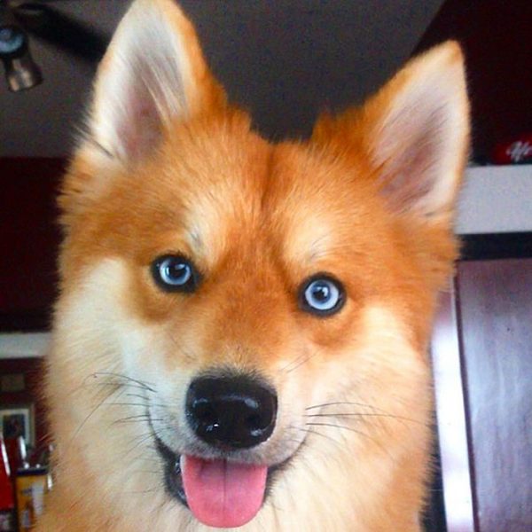Meet Mya The 'Pomsky' That Looks Half Fox, Half Dog