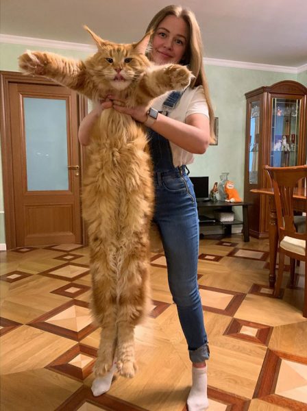 People Are Sharing Funny Photos Of Their Long Cats That Seem To Stretch ...