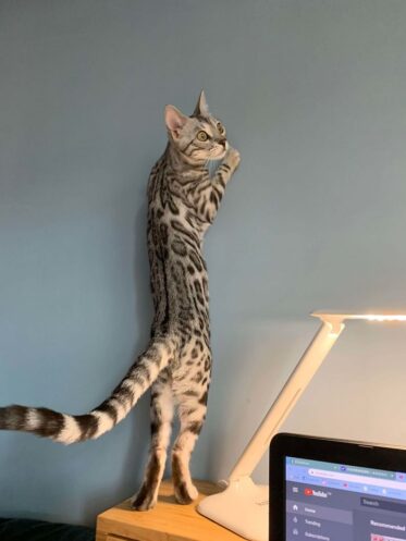 People Are Sharing Funny Photos Of Their Long Cats That Seem To Stretch ...
