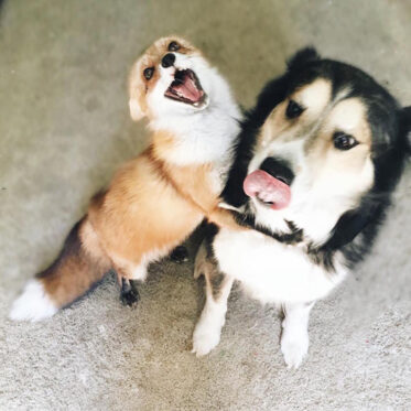 'Juniper' The Fox And 'Moose' The Dog Become Best Buds