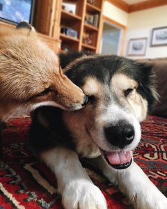 'Juniper' The Fox And 'Moose' The Dog Become Best Buds