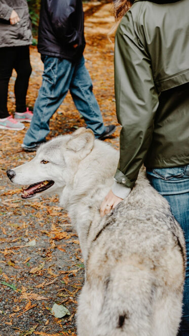 The 'Predators Of The Heart Sanctuary' Is An Island Full Of Friendly Wolves