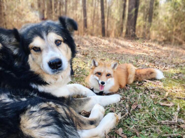 'Juniper' The Fox And 'Moose' The Dog Become Best Buds