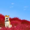 "Hachi" The Shiba Inu Is Quite Possibly The Cutest Flower Loving Dog In ...