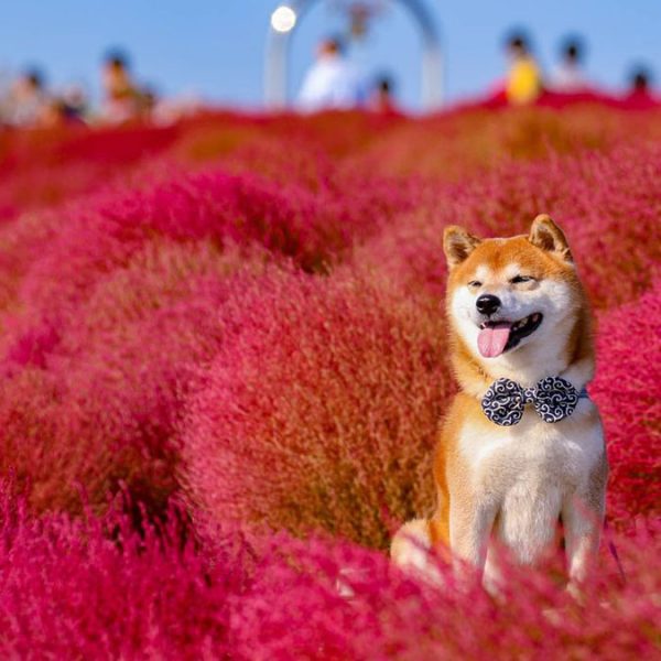 "Hachi" The Shiba Inu Is Quite Possibly The Cutest Flower Loving Dog In ...