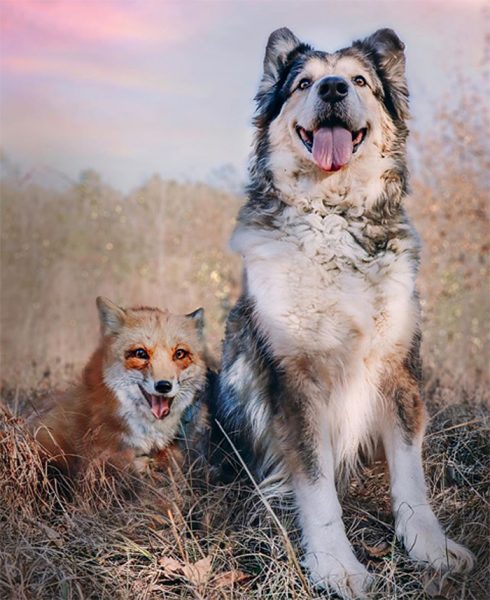 'Juniper' The Fox And 'Moose' The Dog Become Best Buds