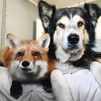 'Juniper' The Fox And 'Moose' The Dog Become Best Buds