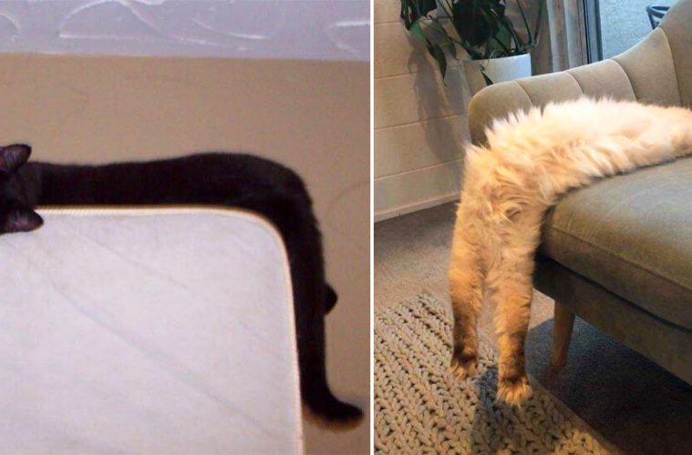 Animals Awesome Inventions