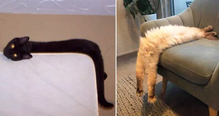 People Are Sharing Funny Photos Of Their Long Cats That Seem To Stretch ...