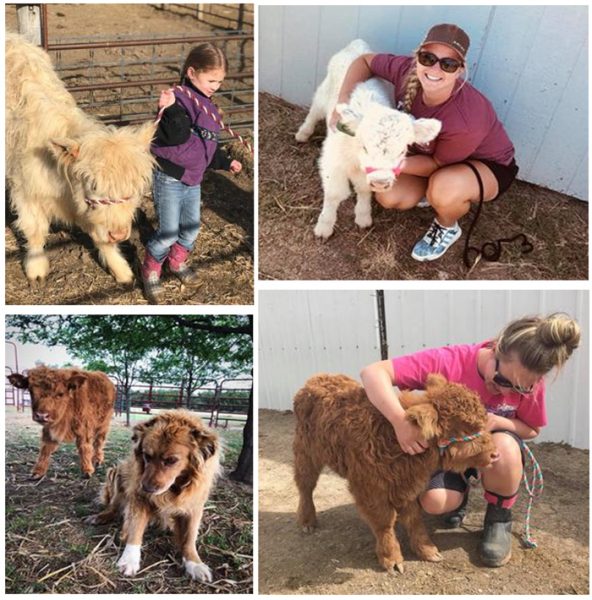 You Can Now Be The Proud Owner Of A Fluffy Mini Cow