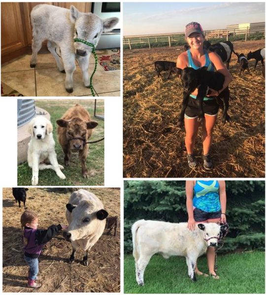 You Can Now Be The Proud Owner Of A Fluffy Mini Cow