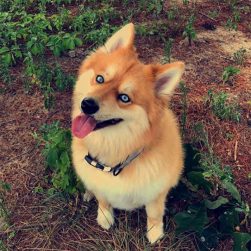 Meet Mya The 'Pomsky' That Looks Half Fox, Half Dog