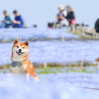 "Hachi" The Shiba Inu Is Quite Possibly The Cutest Flower Loving Dog In ...
