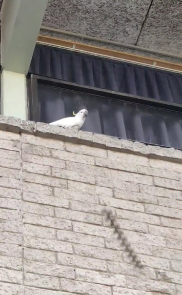 Rebellious Cockatoo Rips Down Anti-Bird Spikes And Throws Them On The Floor