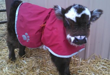 You Can Now Be The Proud Owner Of A Fluffy Mini Cow