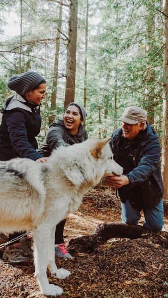 The 'Predators Of The Heart Sanctuary' Is An Island Full Of Friendly Wolves