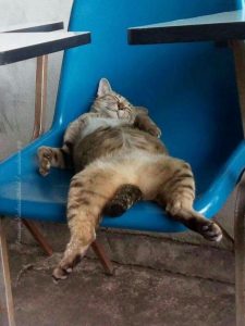 35 Hilarious Photos Of Cats Falling Asleep In The Weirdest Places