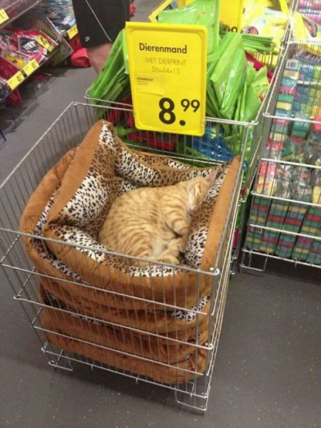 35 Hilarious Photos Of Cats Falling Asleep In The Weirdest Places
