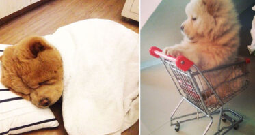 Meet 'Chowder' - The Chow Chow That Looks Just Like A Giant Plush Teddy ...