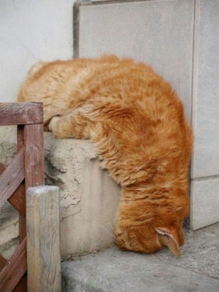 35 Hilarious Photos Of Cats Falling Asleep In The Weirdest Places