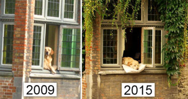 Fidel The Most Photographed Dog In Bruges Passed Away, Now People Are ...