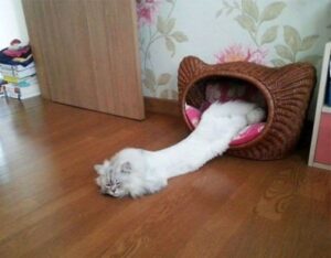 35 Hilarious Photos Of Cats Falling Asleep In The Weirdest Places