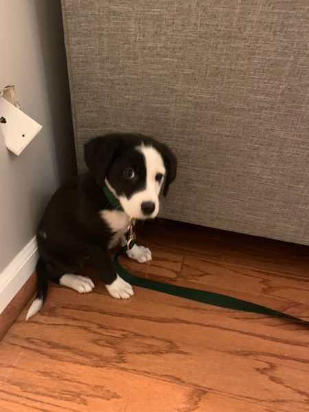 Adorable Pet Adoption Photos That Will "Hit You Right In The Feels"