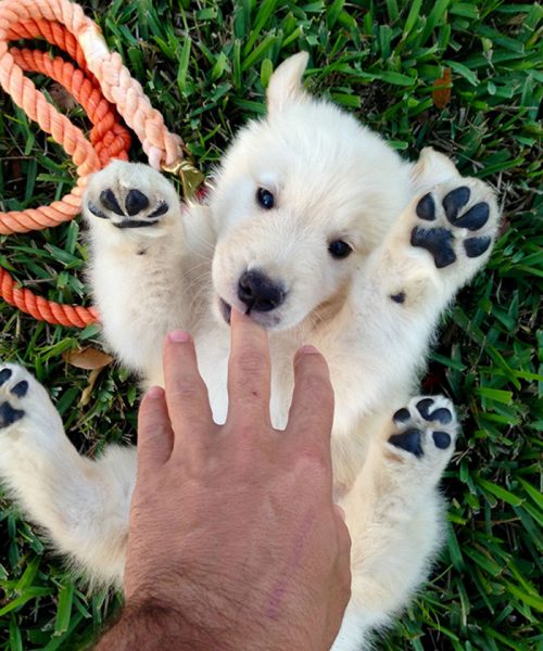 40 Adorable Puppy Photos To Help Bring A Smile To Your Face