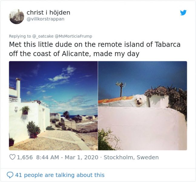 Fidel The Most Photographed Dog In Bruges Passed Away, Now People Are ...