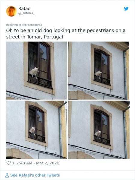 Fidel The Most Photographed Dog In Bruges Passed Away, Now People Are ...